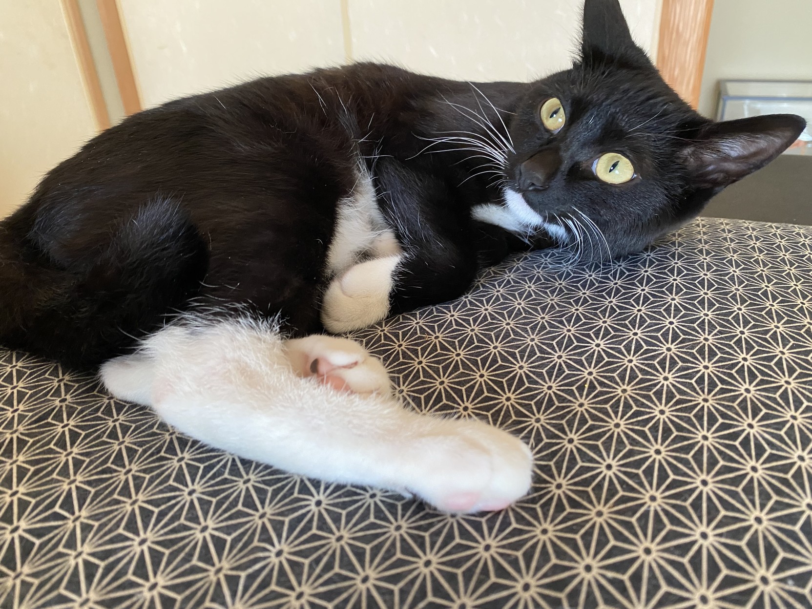 Nowa the cat😼 (@nowathecat@mastodon.cloud) - mastodon.cloud