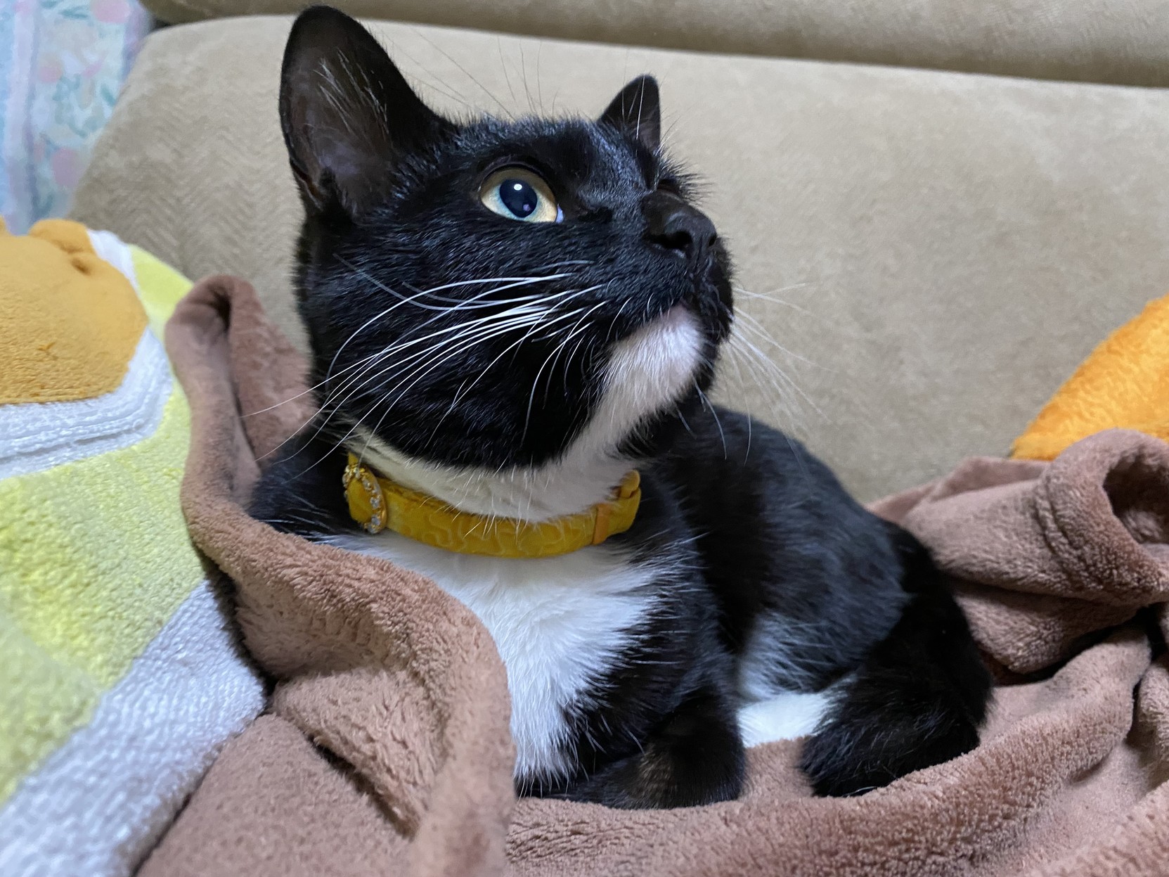 Nowa the cat😼 (@nowathecat@mastodon.cloud) - mastodon.cloud