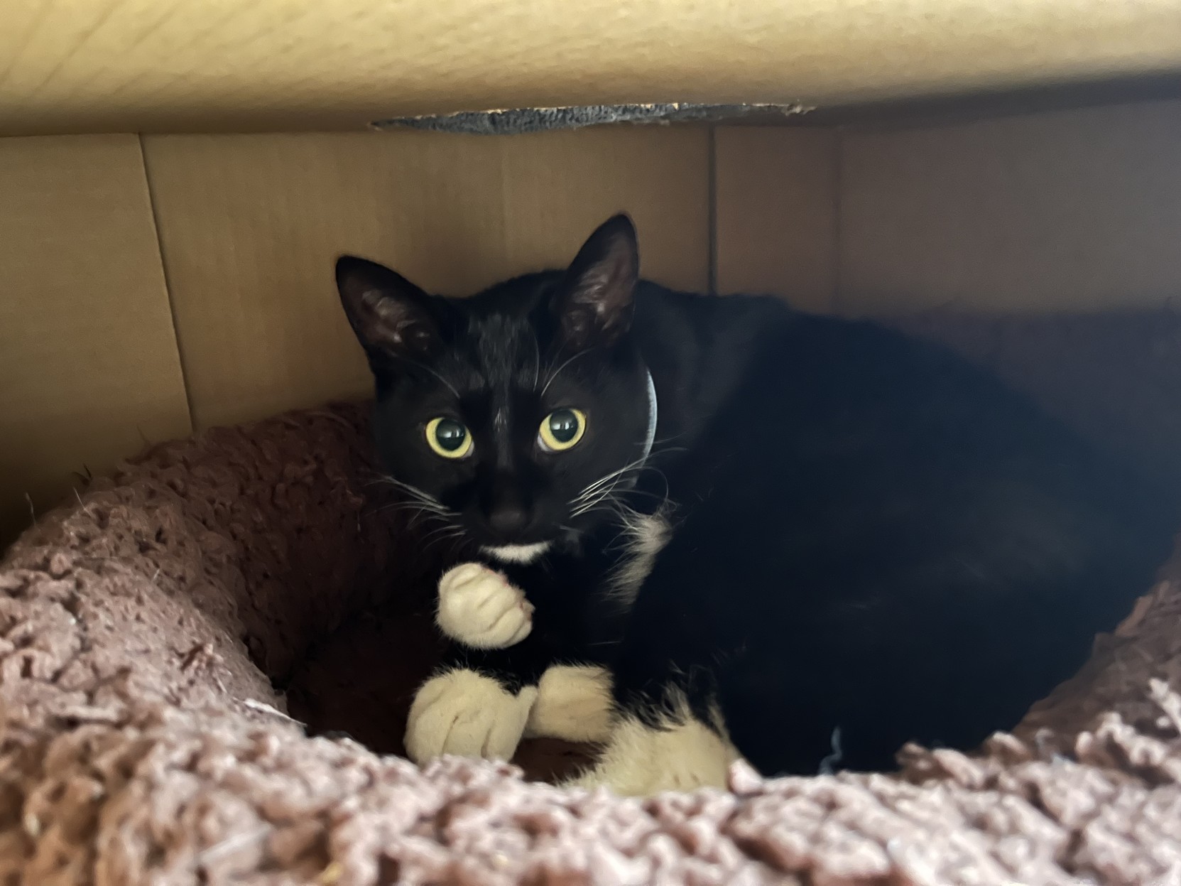 Nowa the cat😼 (@nowathecat@mastodon.cloud) - mastodon.cloud