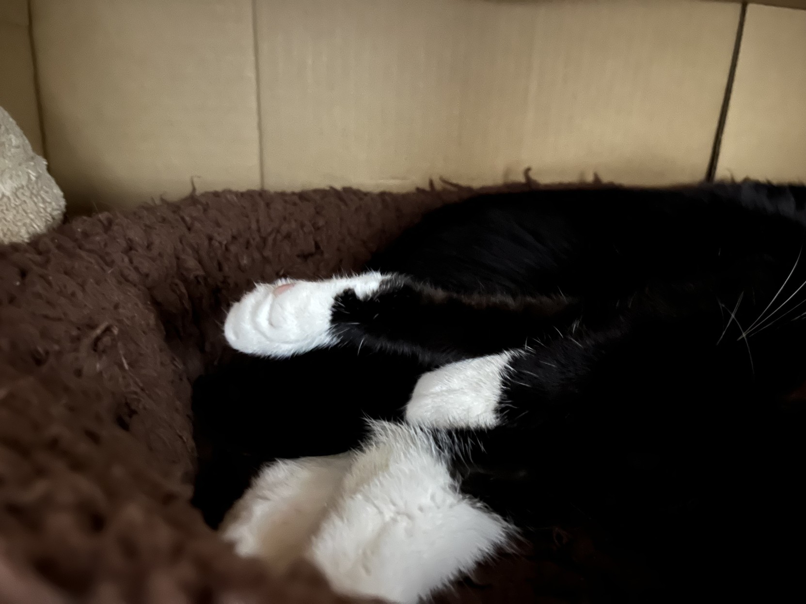 Nowa the cat😼 (@nowathecat@mastodon.cloud) - mastodon.cloud