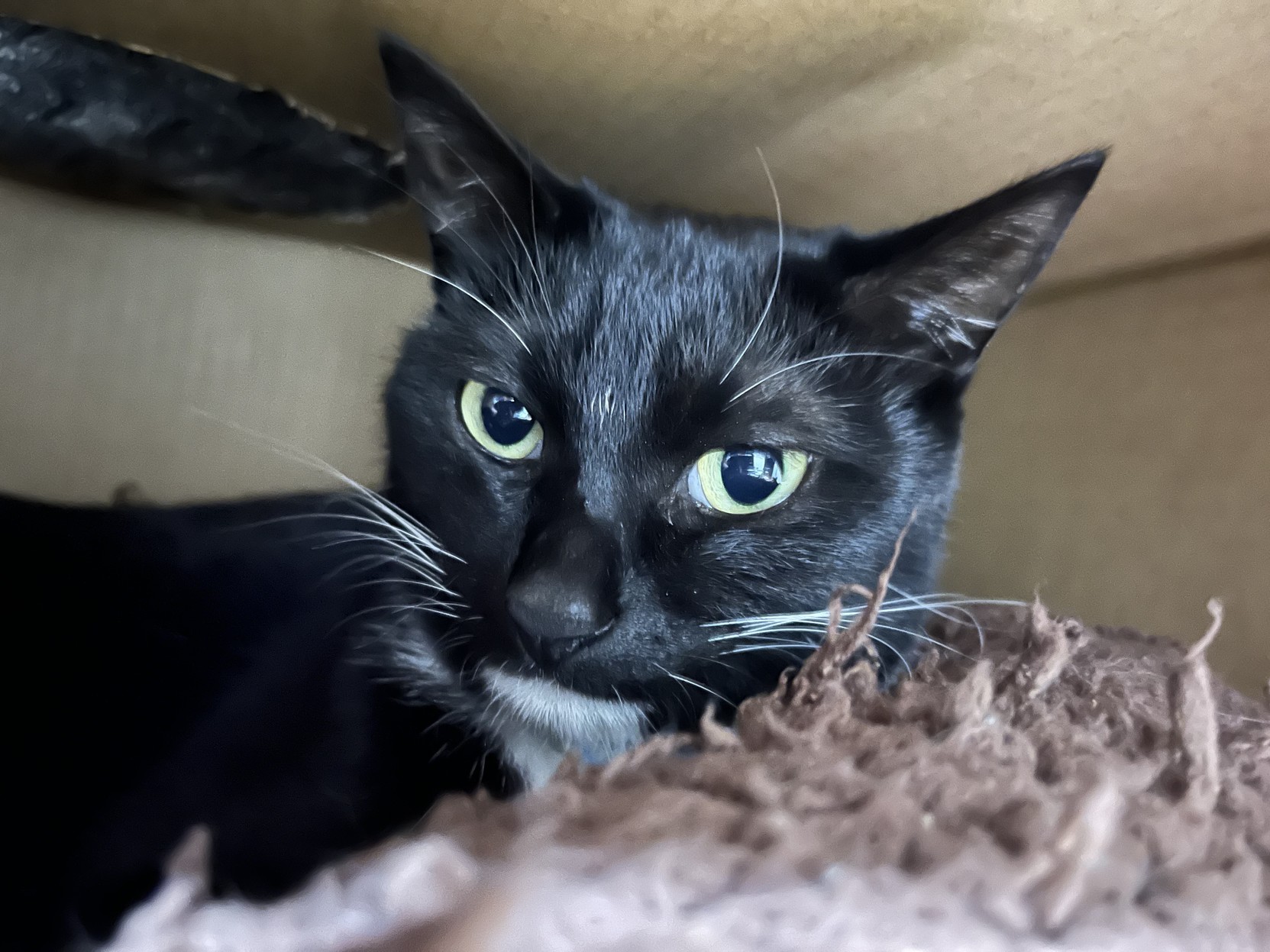 Nowa the cat😼 (@nowathecat@mastodon.cloud) - mastodon.cloud