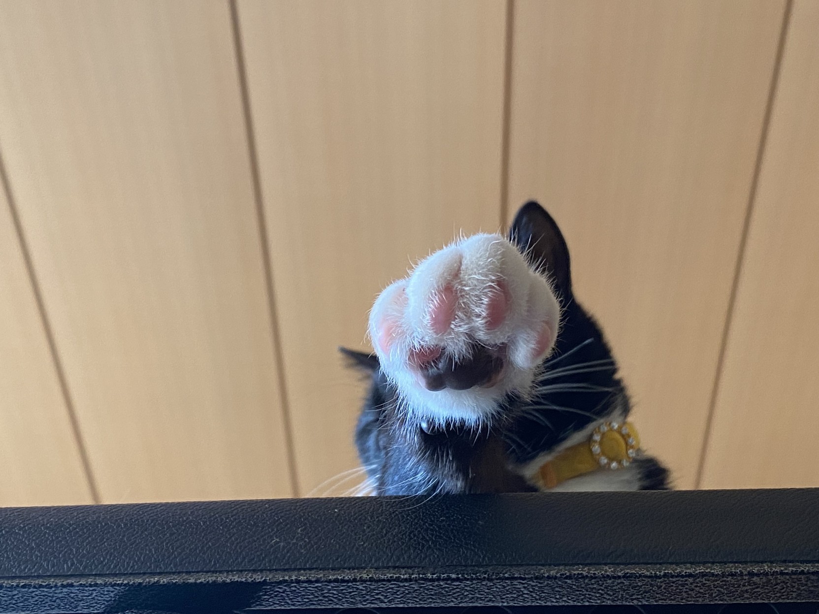 Nowa the cat😼 (@nowathecat@mastodon.cloud) - mastodon.cloud