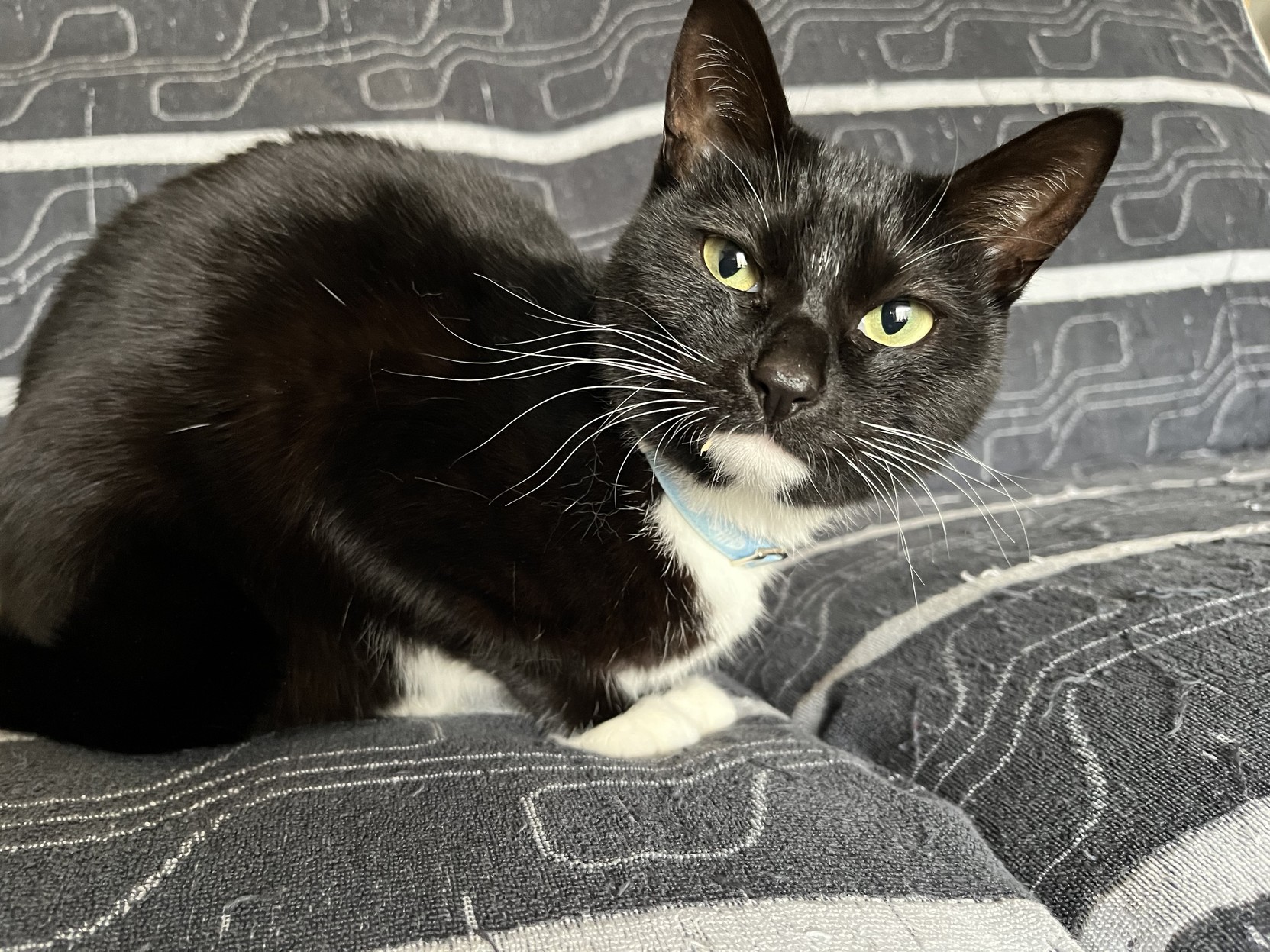 Nowa the cat😼 (@nowathecat@mastodon.cloud) - mastodon.cloud