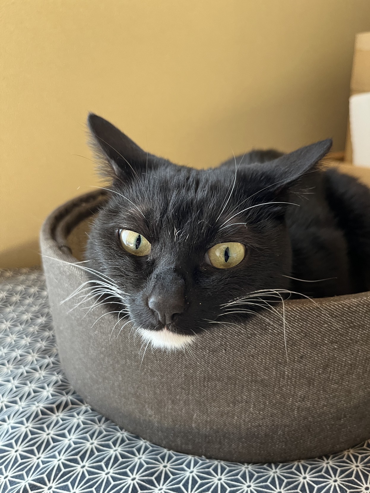 Nowa the cat😼 (@nowathecat@mastodon.cloud) - mastodon.cloud