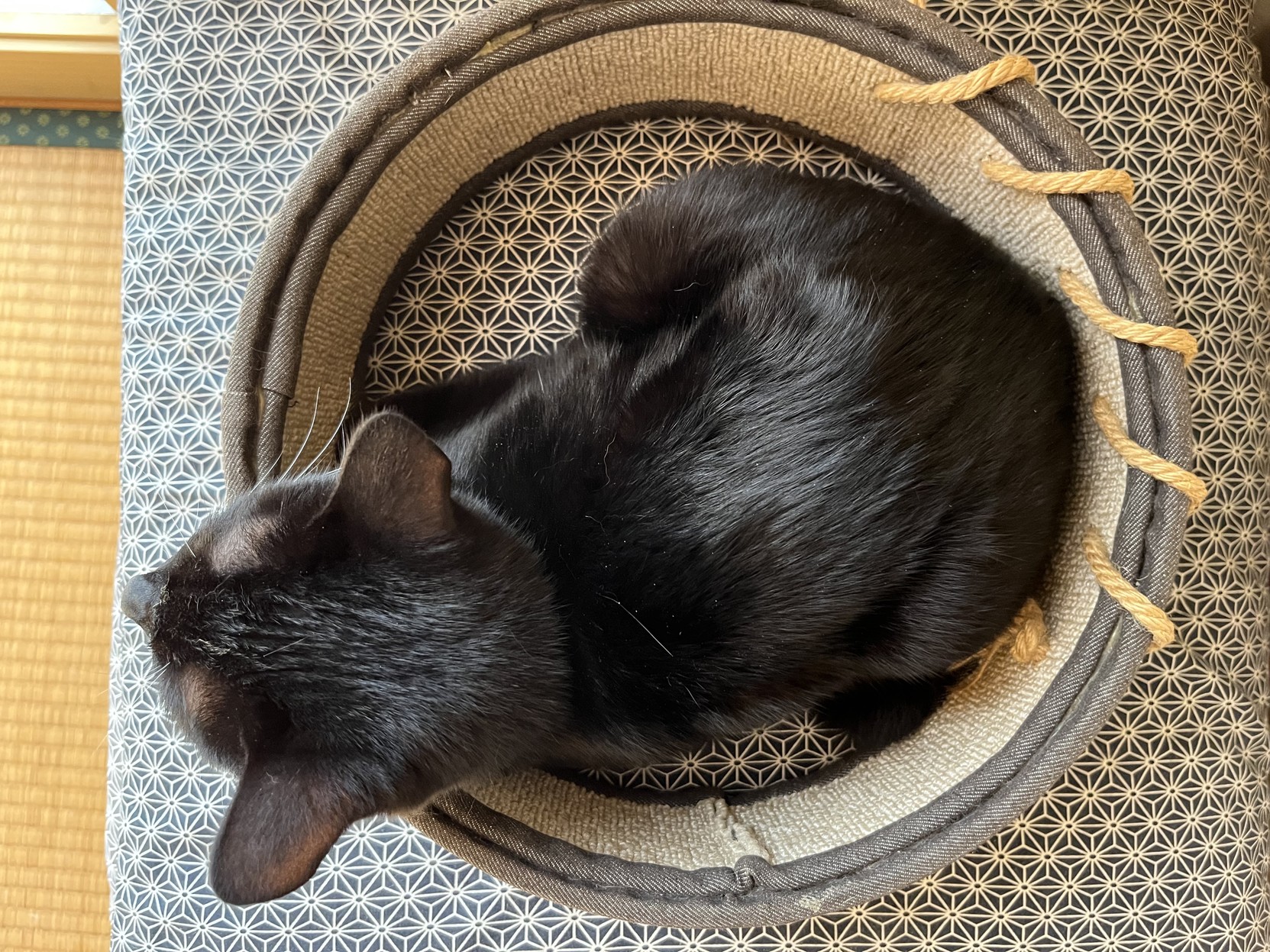 Nowa the cat😼 (@nowathecat@mastodon.cloud) - mastodon.cloud