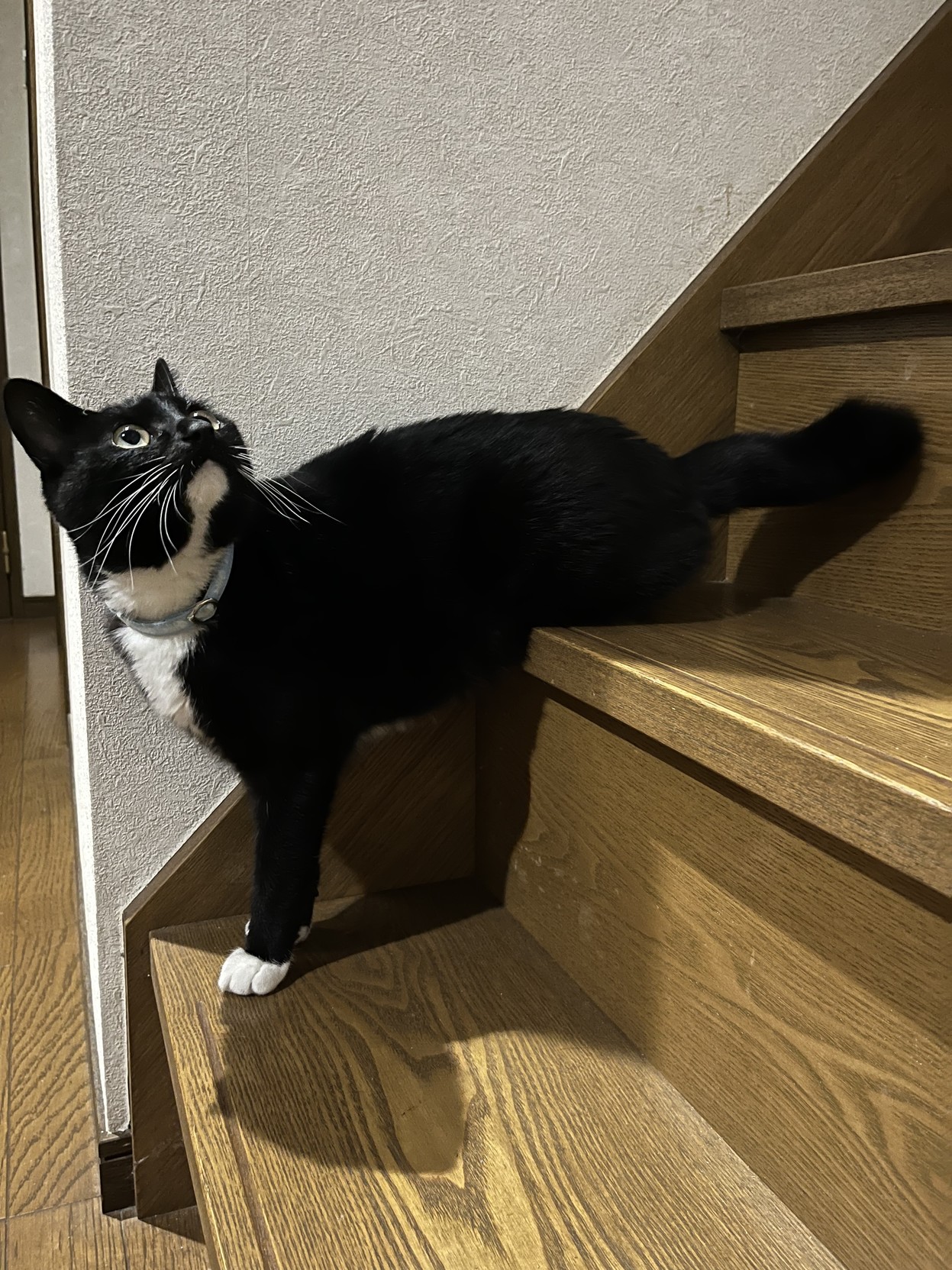 Nowa the cat😼 (@nowathecat@mastodon.cloud) - mastodon.cloud