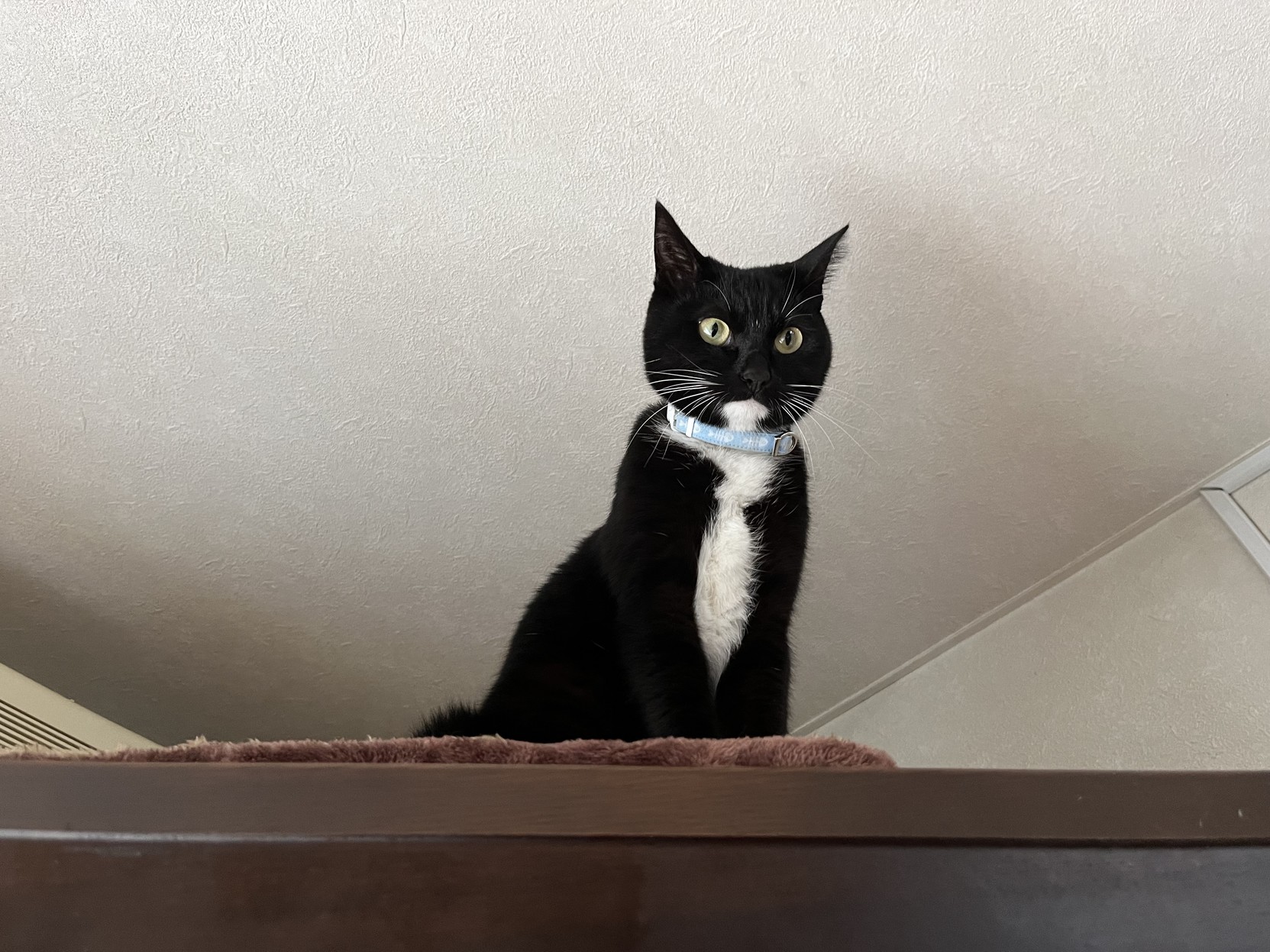 Nowa the cat😼 (@nowathecat@mastodon.cloud) - mastodon.cloud