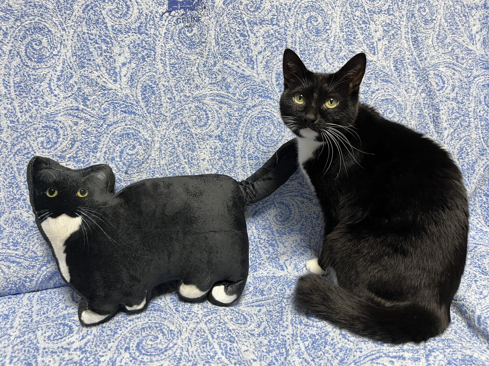 Nowa the cat😼 (@nowathecat@mastodon.cloud) - mastodon.cloud