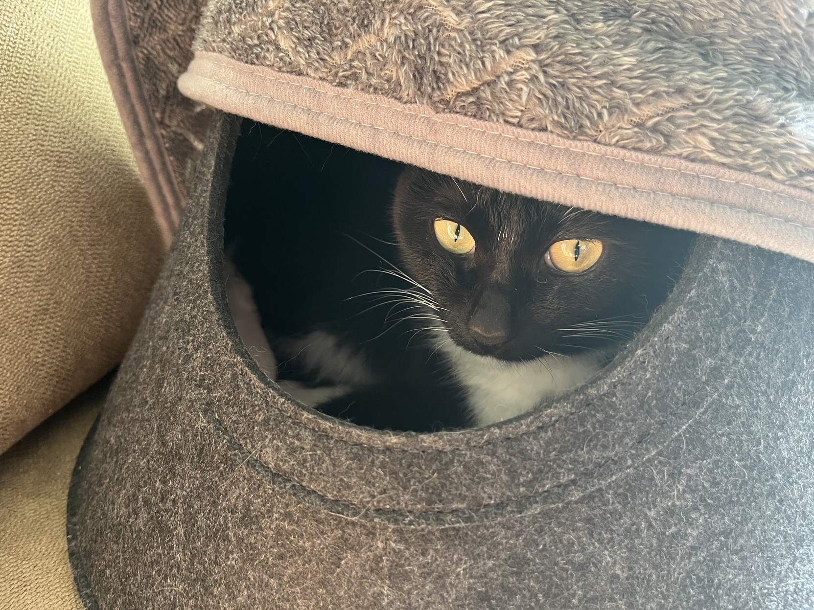 Nowa the cat😼 (@nowathecat@mastodon.cloud) - mastodon.cloud