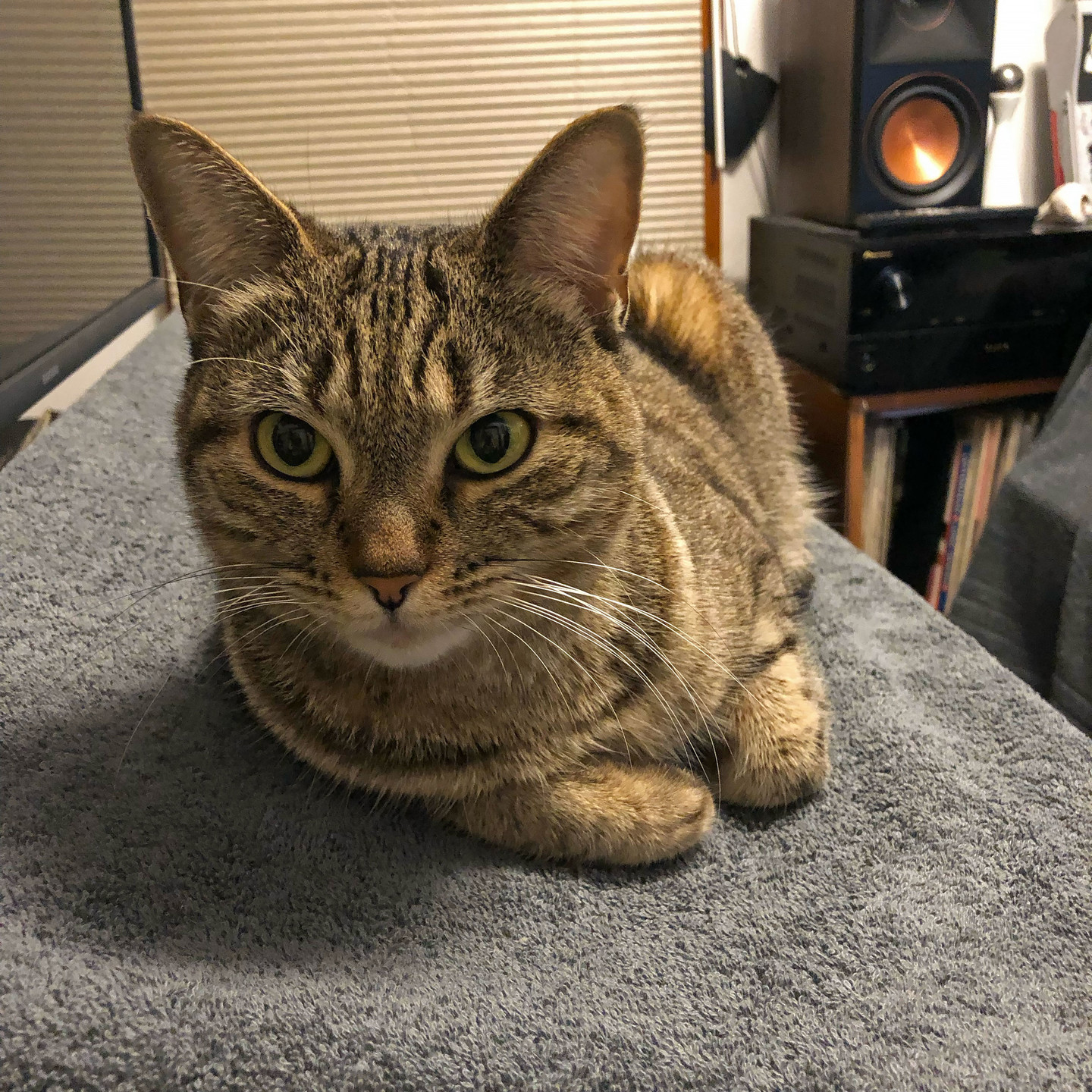 ⛰🌲Randy Walters🌲⛰ (@randywalters@mastodon.cloud) - mastodon.cloud