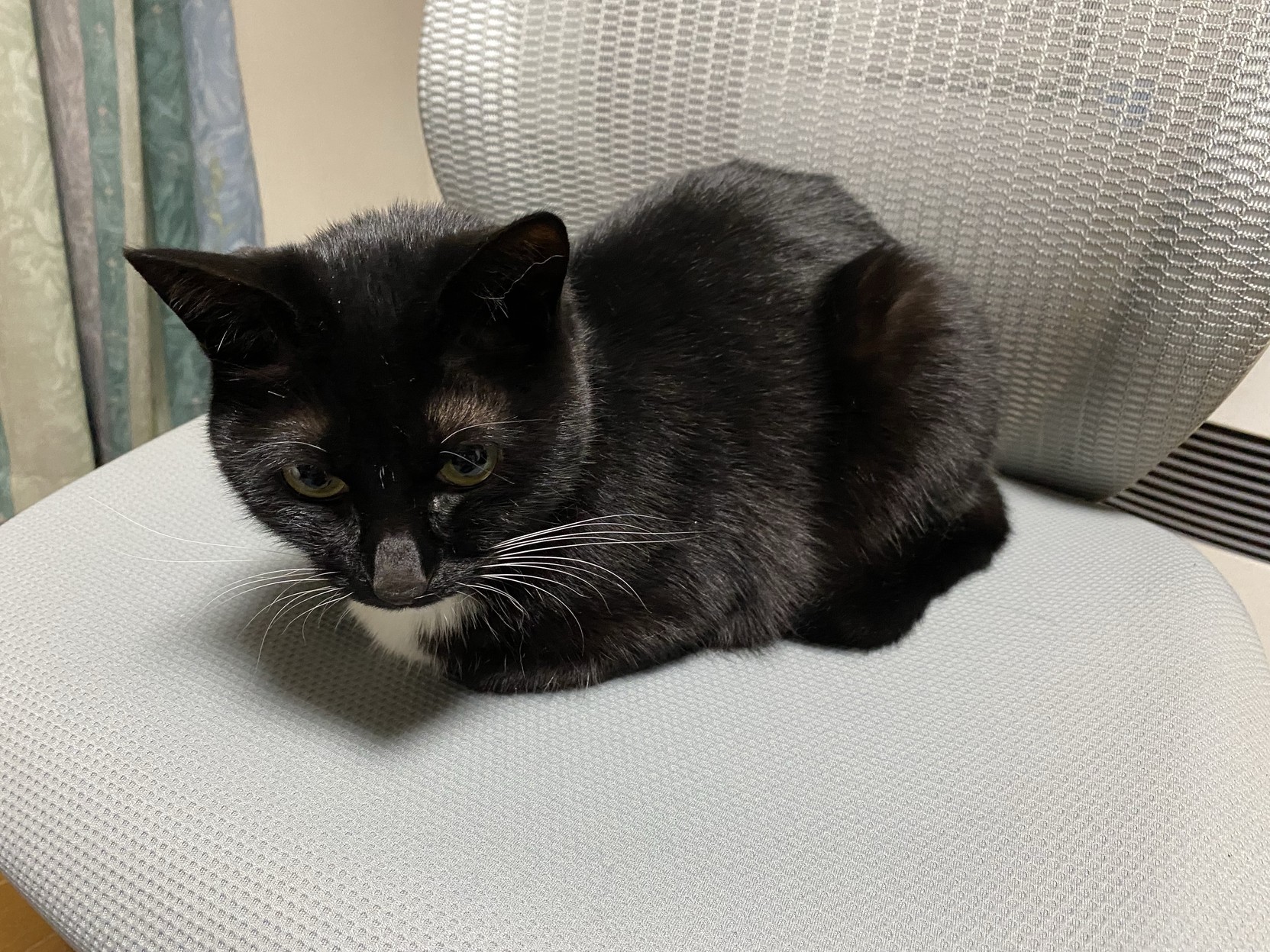 Nowa the cat😼: "Meow #cat" - mastodon.cloud