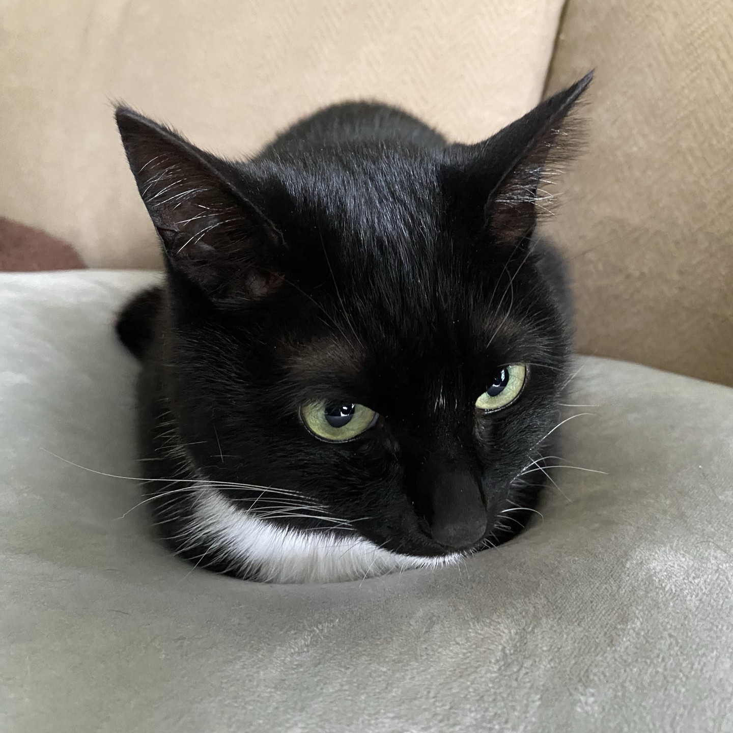 嶋_fedibird (@Shima9393@fedibird.com) - Fedibird