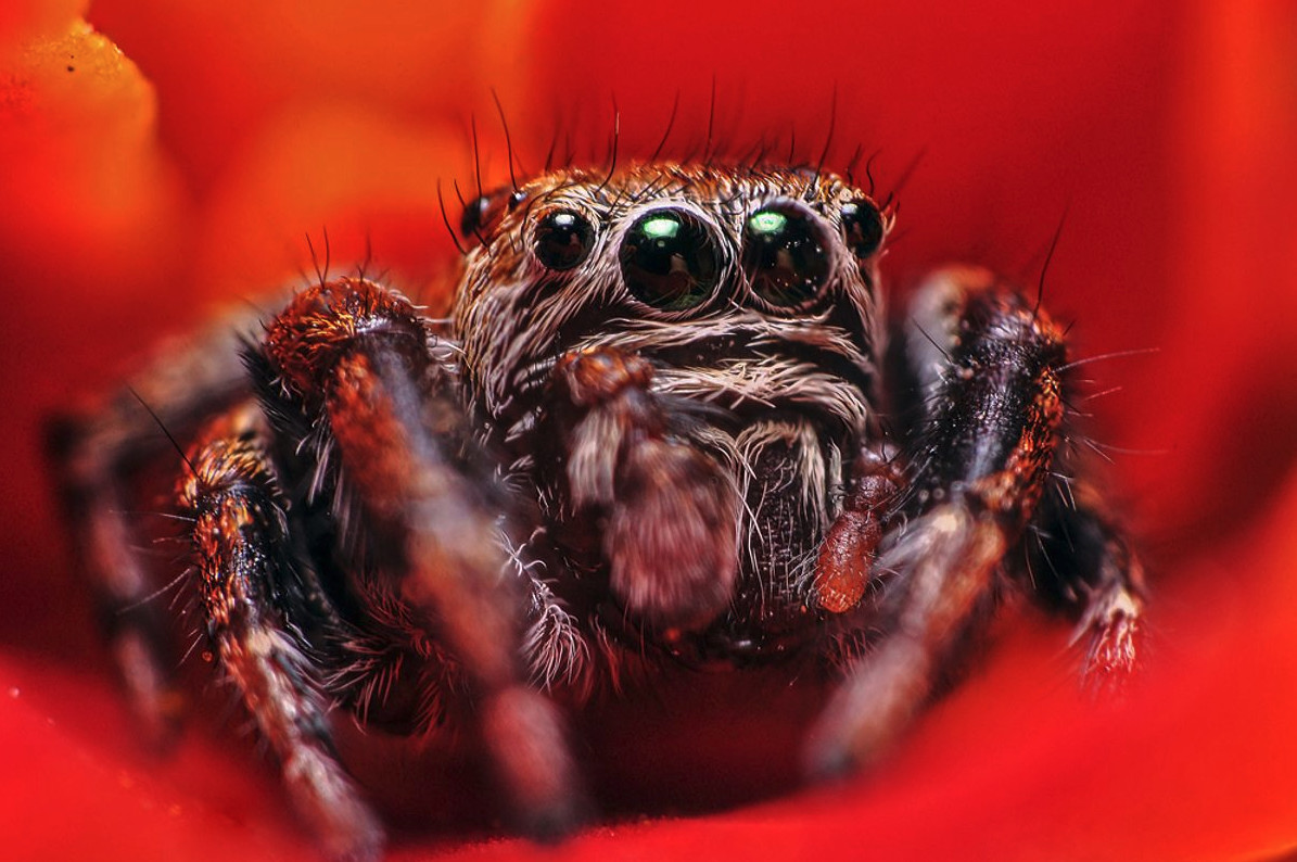 Damn Interesting: "Vampire Spiders Obsess Over Human Blood, Pouncing ...